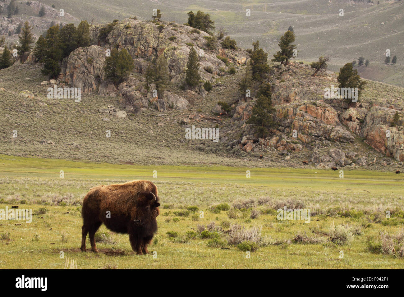 American bison below rocky ridge hi-res stock photography and images ...