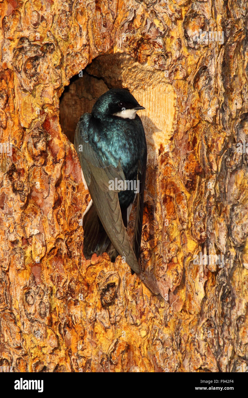 A male Tree Swallow at a nest hole Stock Photo - Alamy