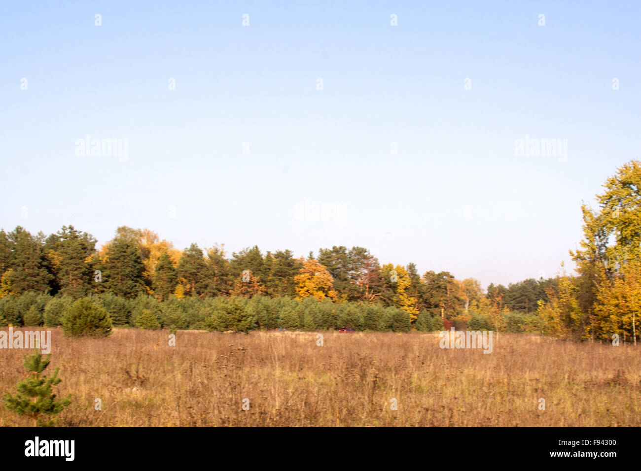 Beautiful landscape. Field and edge of forest Russia Stock Photo - Alamy