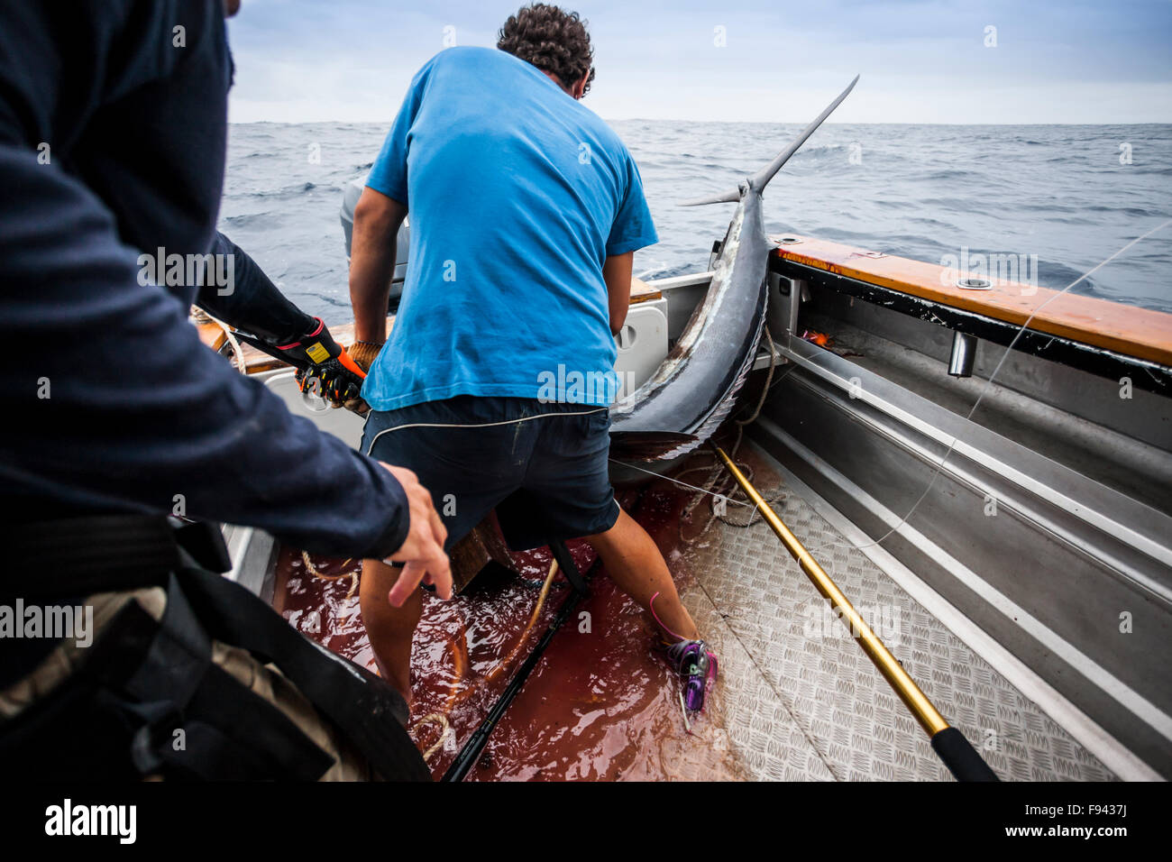 Two men pulling a huge fish into the boat; there is a lot of water ...