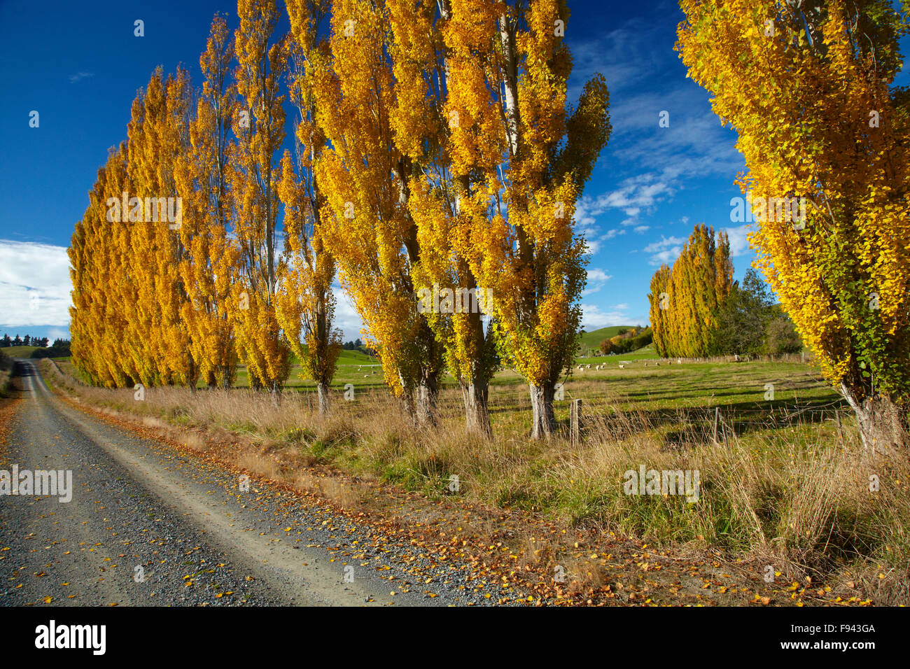 Poplar trees hi-res stock photography and images - Alamy