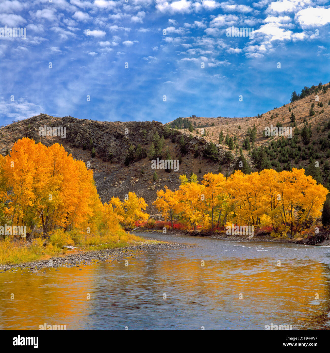 fall colors along the big hole river near melrose, montana Stock Photo ...