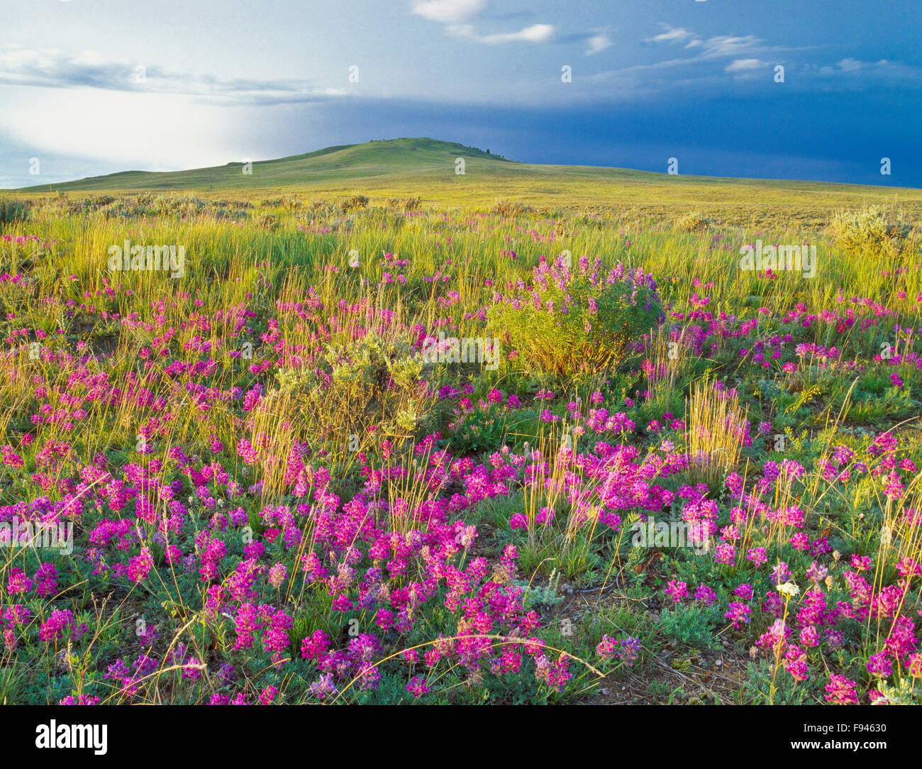 locoweed and lupine wildflowers on the prairie near white sulphur ...