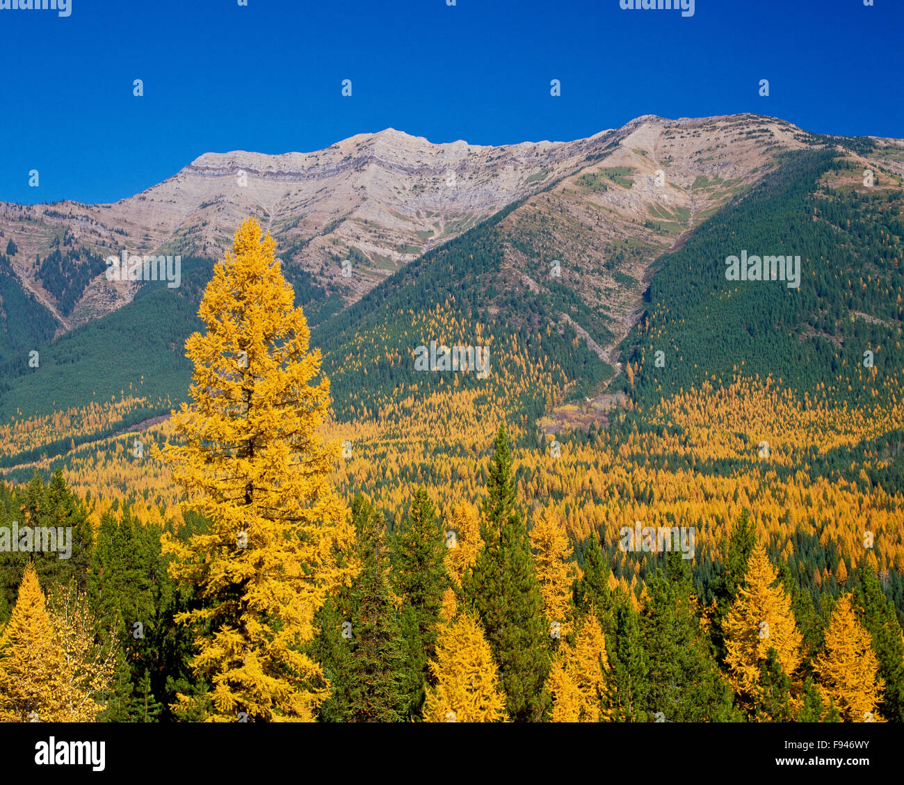 larch in fall color below the swan range near condon, montana Stock ...