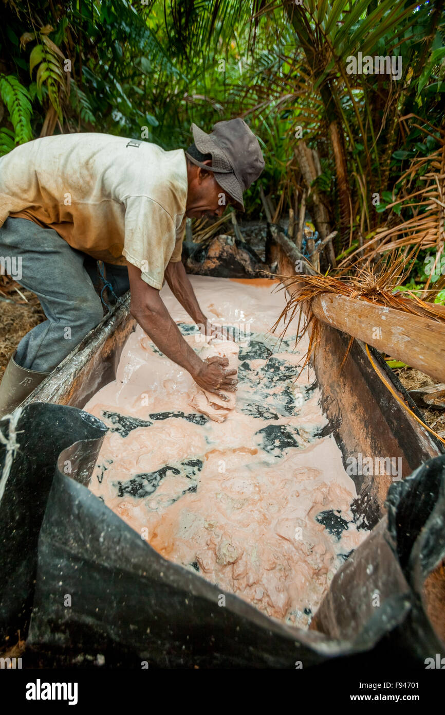 Sago Palms Stock Photos & Sago Palms Stock Images - Alamy