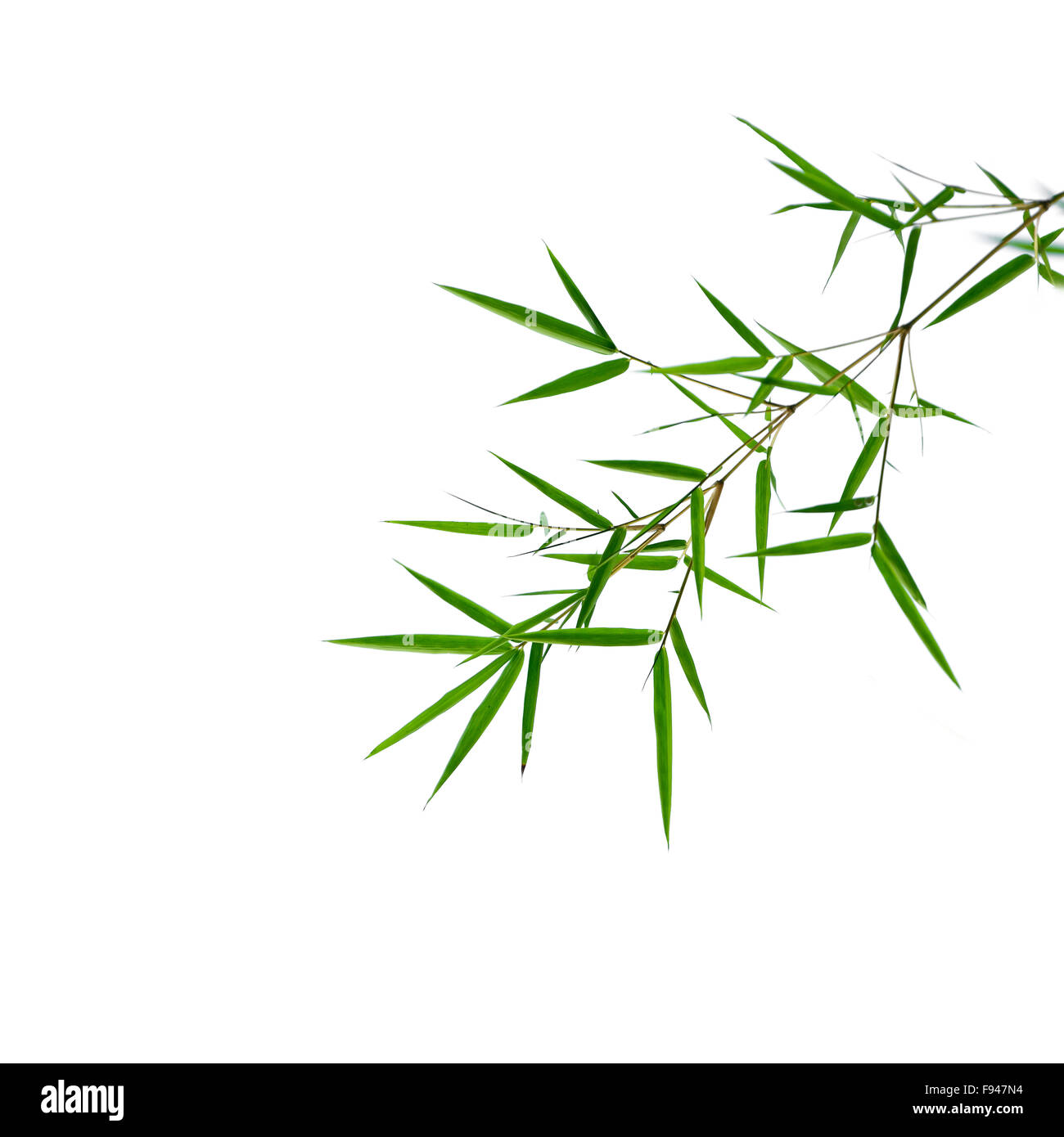 Tall bamboo tree Cut Out Stock Images & Pictures - Alamy