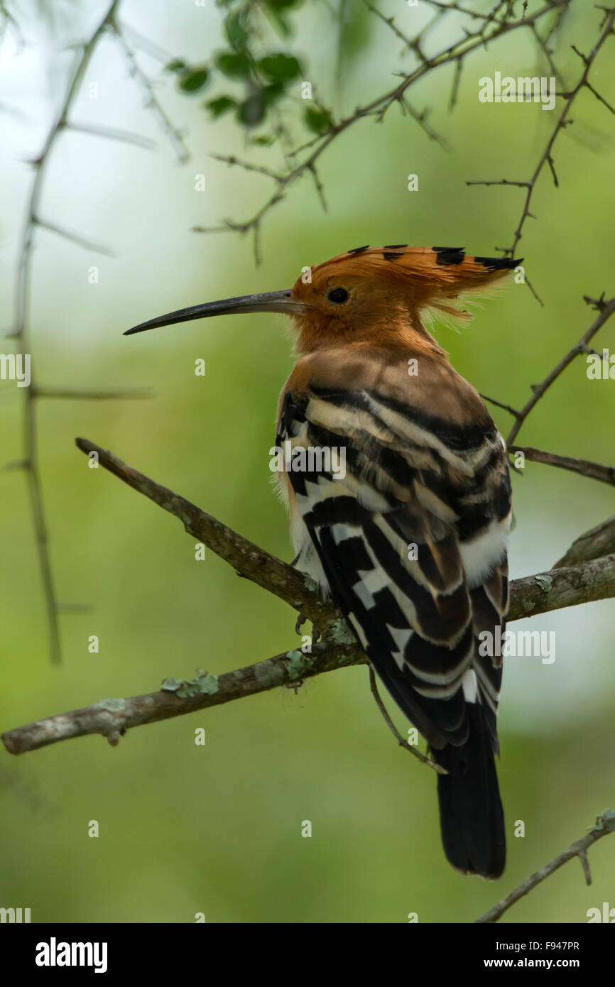 Eurasian Hoopoe or Common Hoopoe with crested up and nice perching on ...