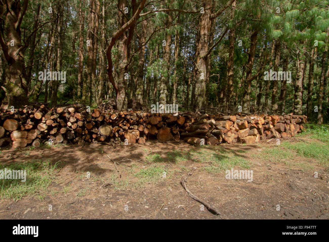 Timber trees forest lake deforestation hi-res stock photography and ...