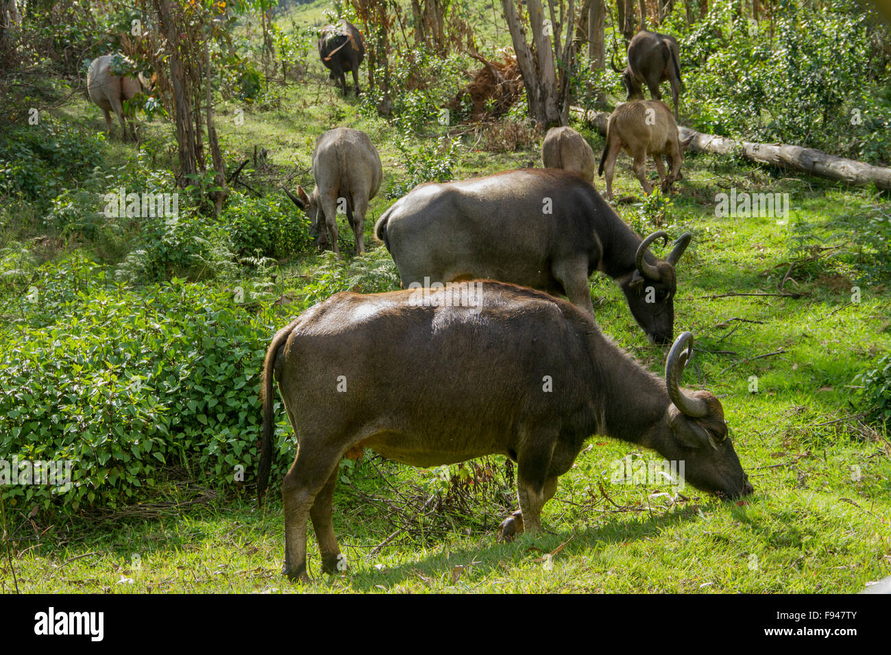 group of water buffalo Stock Photo - Alamy