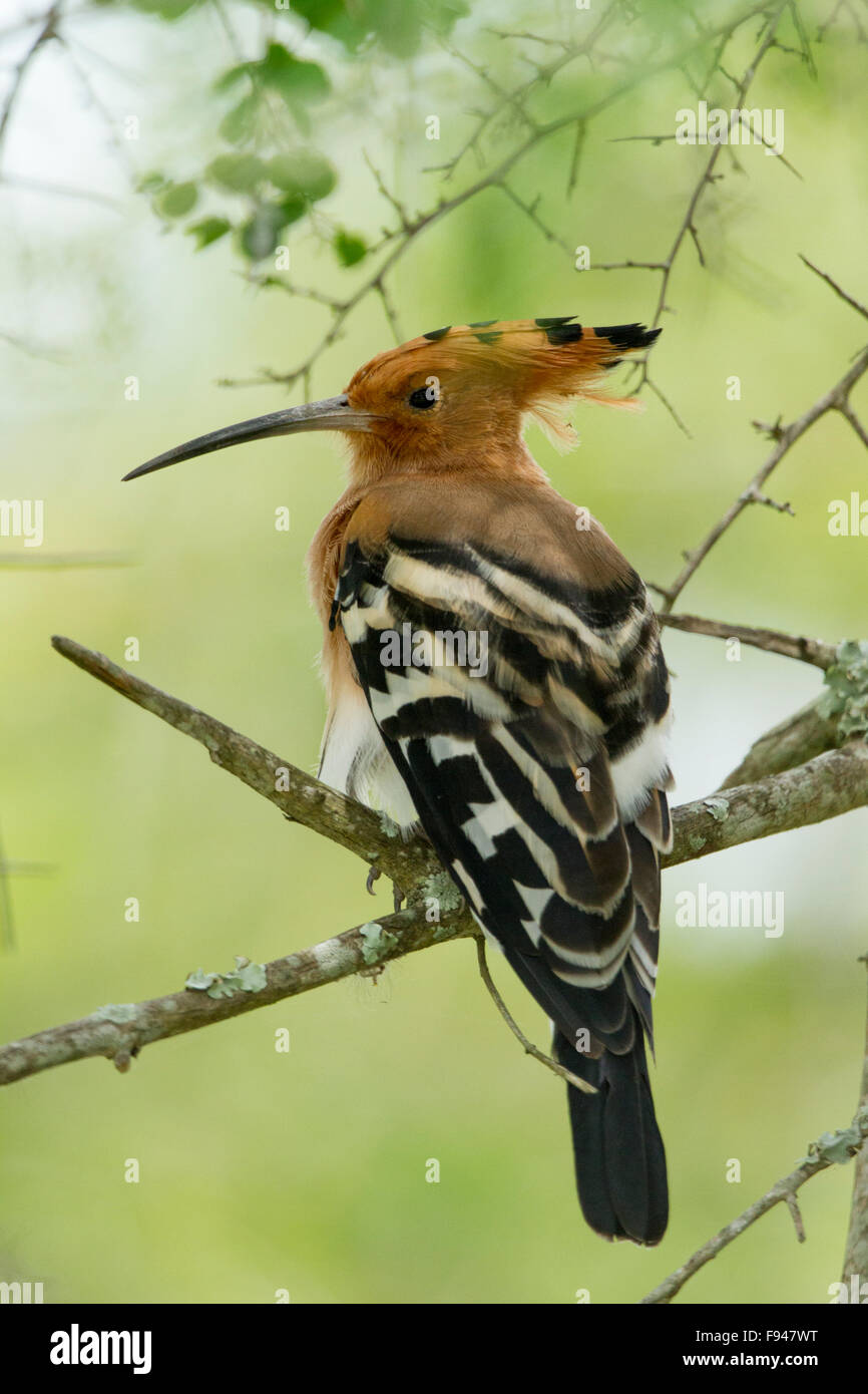 Green wood hoopoe nest hi-res stock photography and images - Alamy