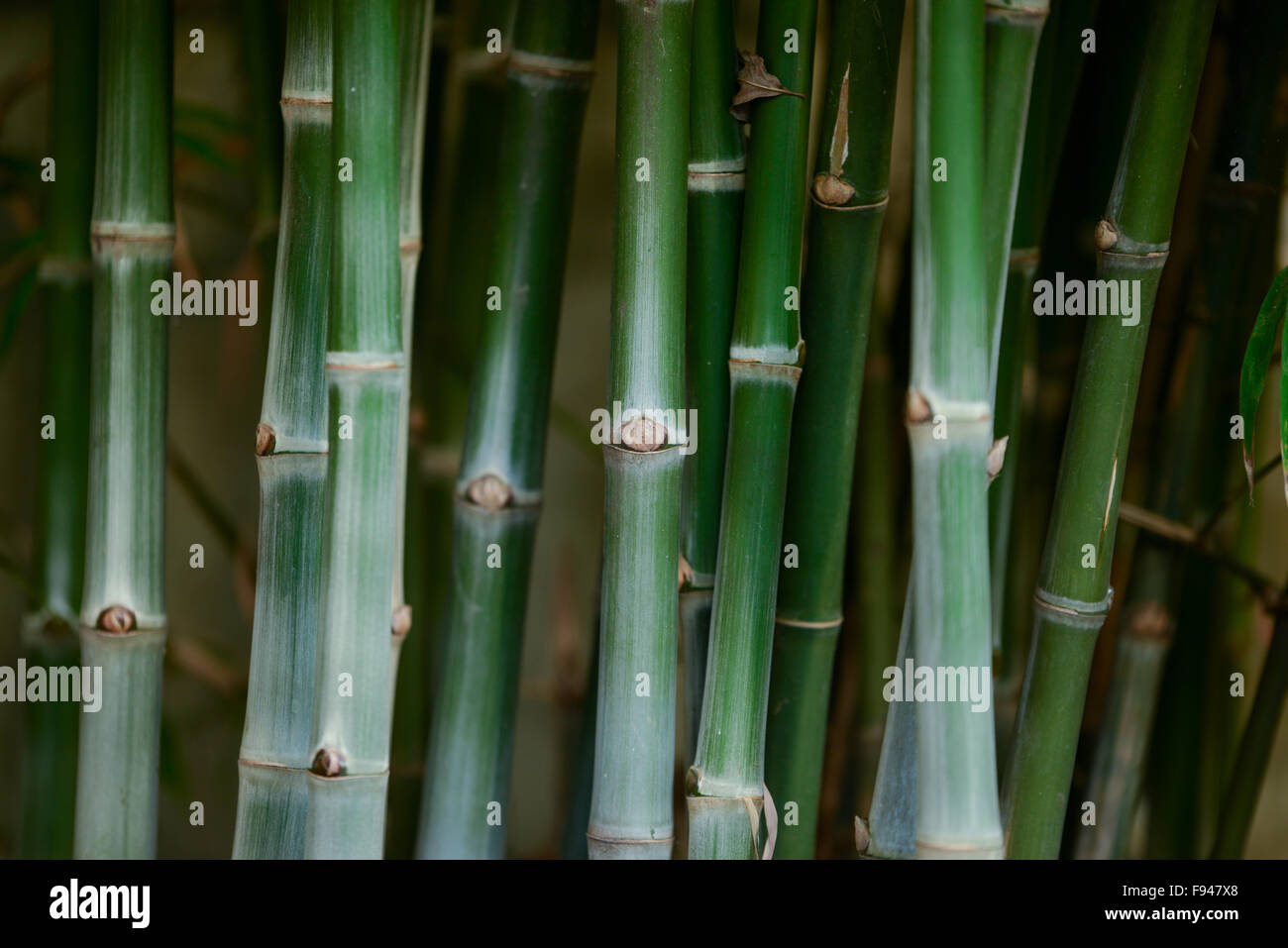 Bamboo tree hi-res stock photography and images - Alamy
