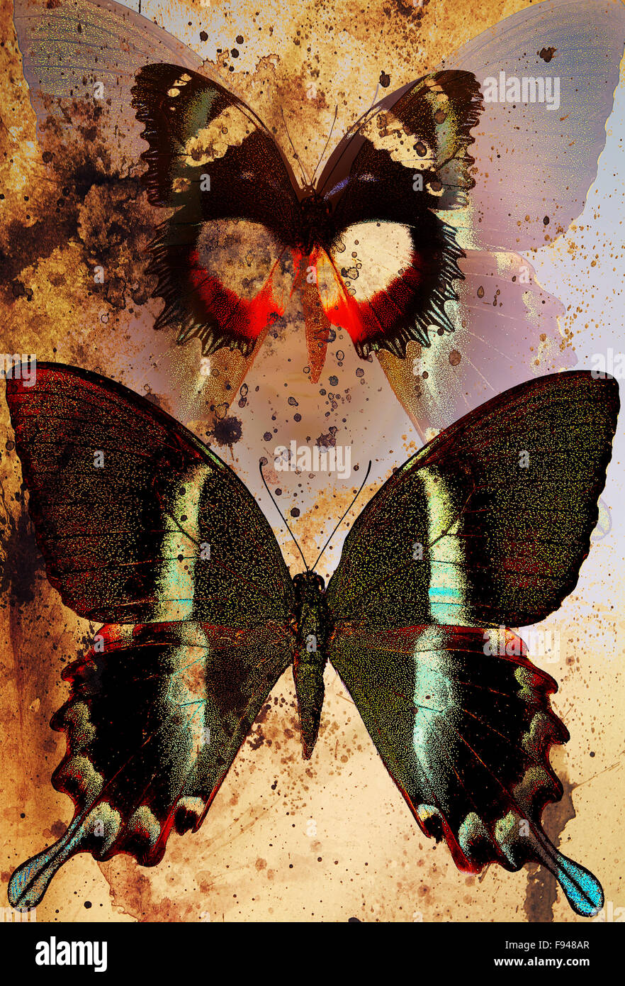 illustration of a color butterfly, mixed medium Stock Photo - Alamy