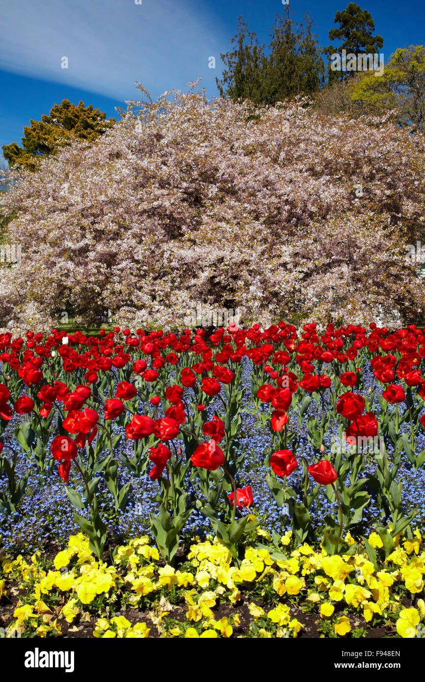 Flower bed and blossom tree, Botanic Gardens, Hagley Park, Christchurch ...