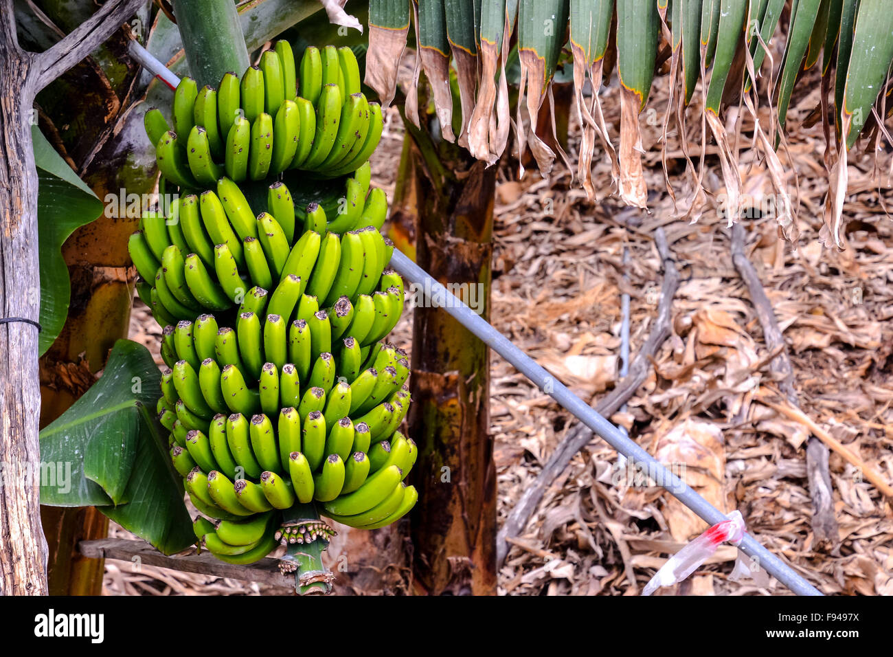 Banana Plantation Field Stock Photo - Alamy