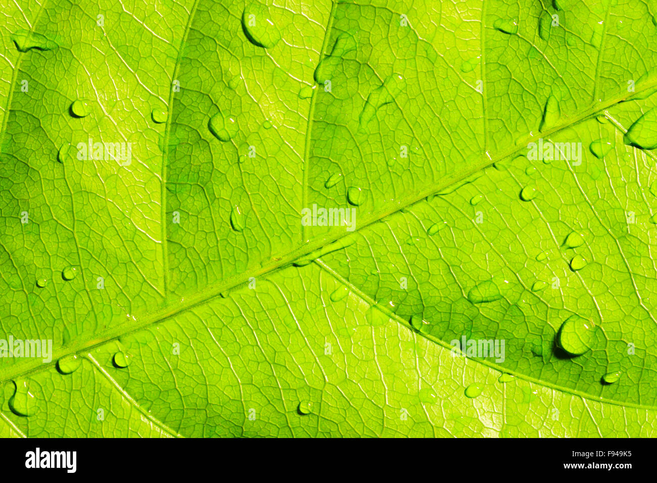 Green leaf with water drops,closeup, macro Stock Photo - Alamy