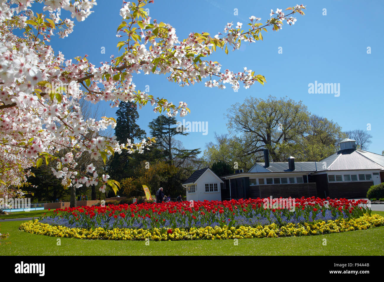 Flower bed and blossom tree, Botanic Gardens, Hagley Park, Christchurch ...