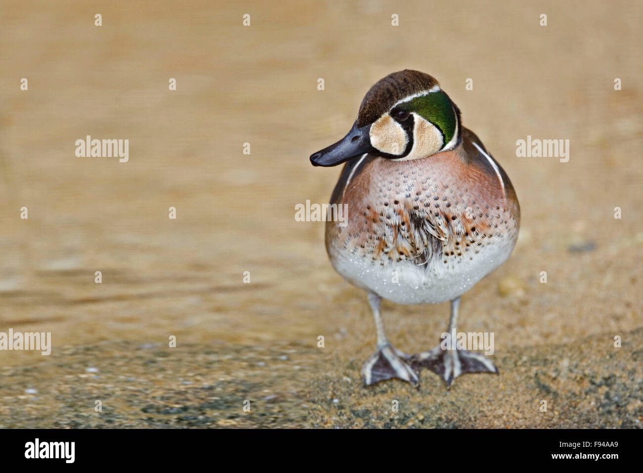 Close view of a male Baikal Teal, Anas formosa Stock Photo - Alamy