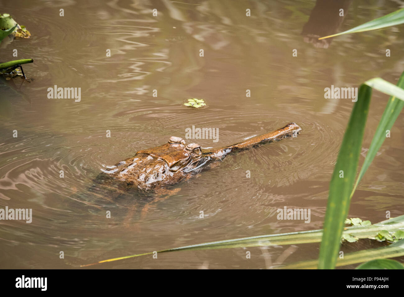 Baby Gavial