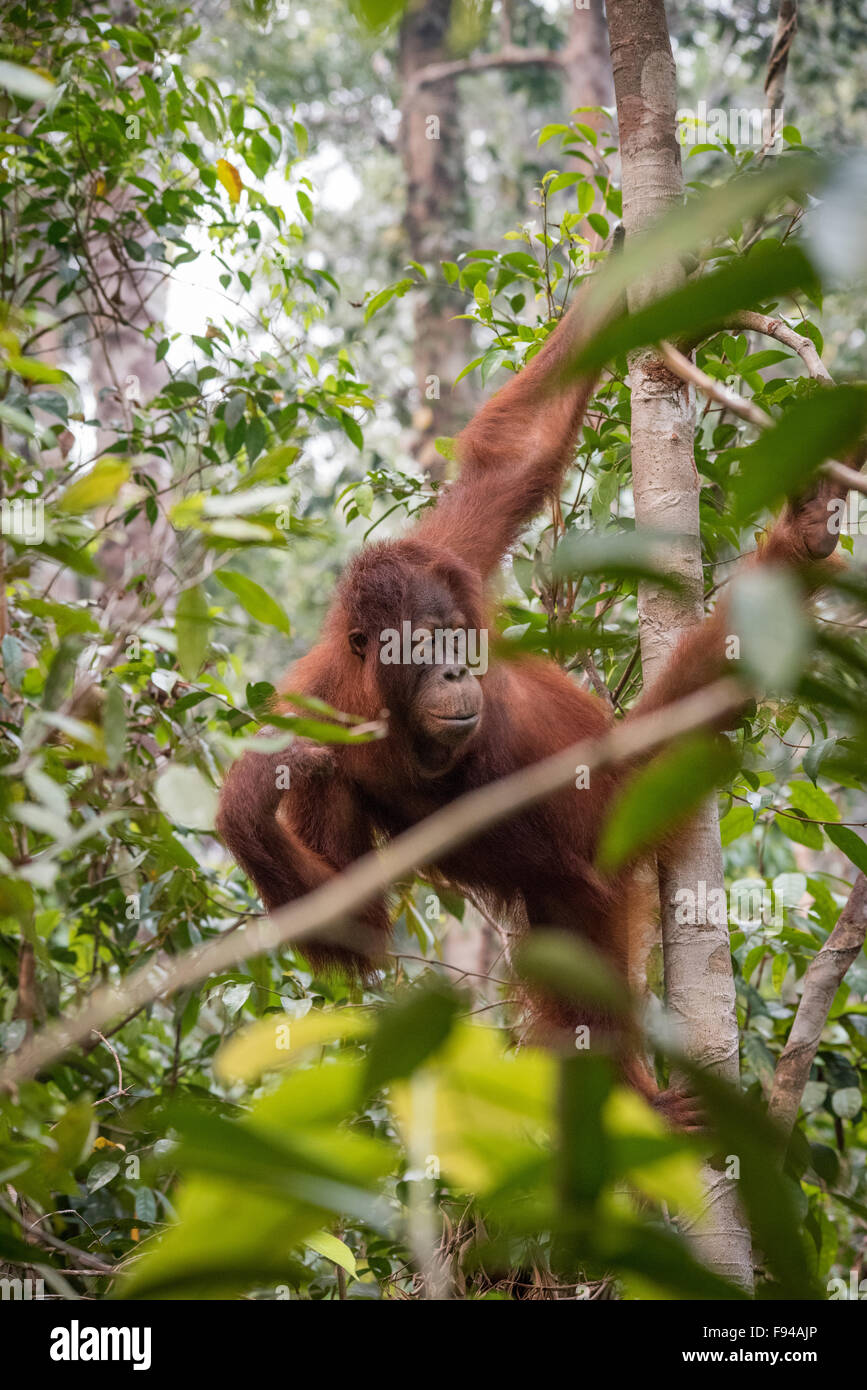 Borneo Orangutan (Pongo pygmaeus), Tanjung Puting NP, Kalimantan ...