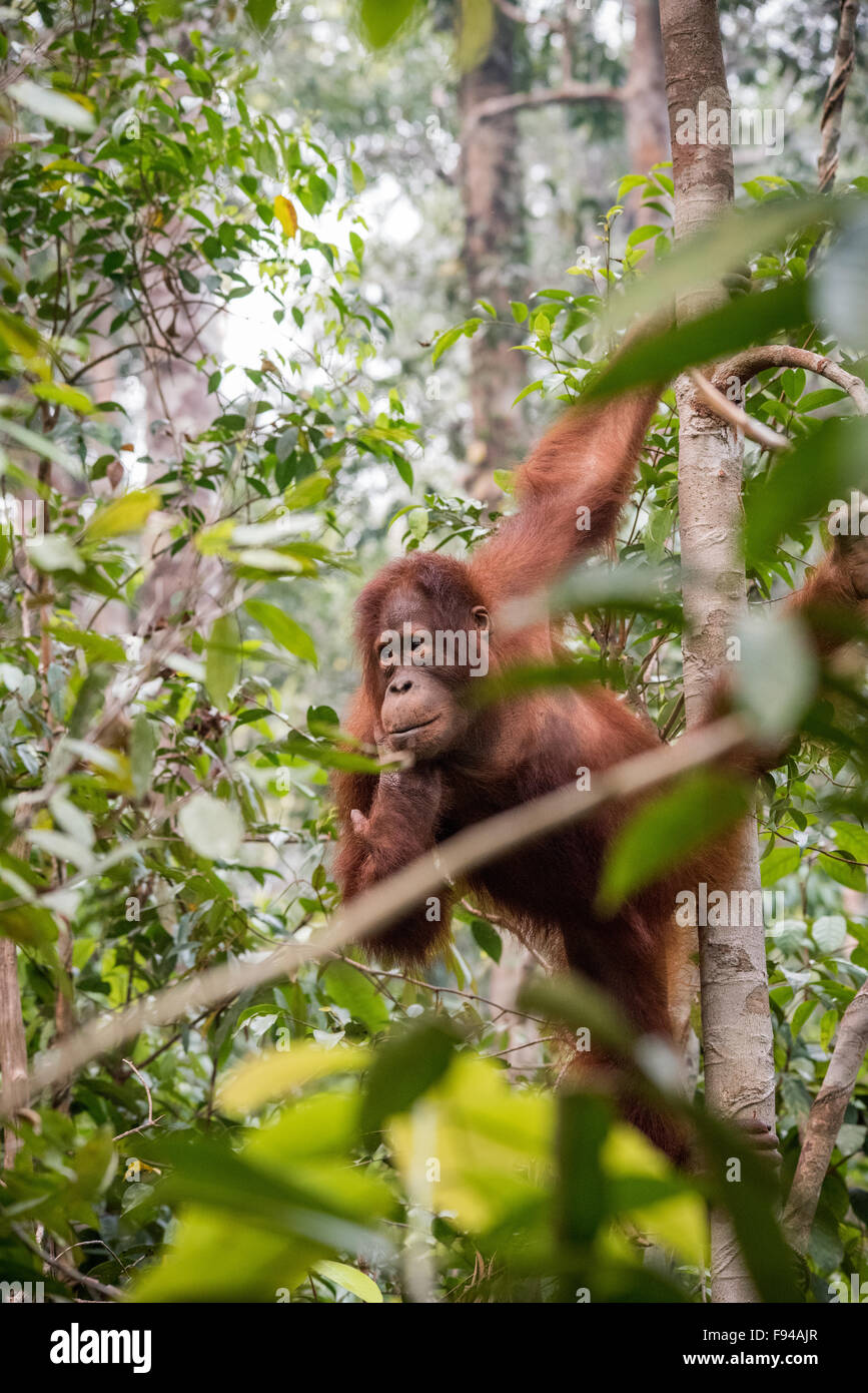 Borneo Orangutan (Pongo pygmaeus), Tanjung Puting NP, Kalimantan ...