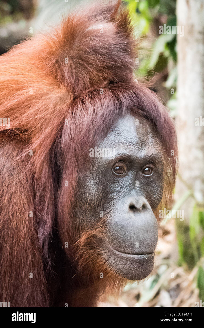Borneo Orangutan (Pongo pygmaeus), Tanjung Puting NP, Kalimantan ...
