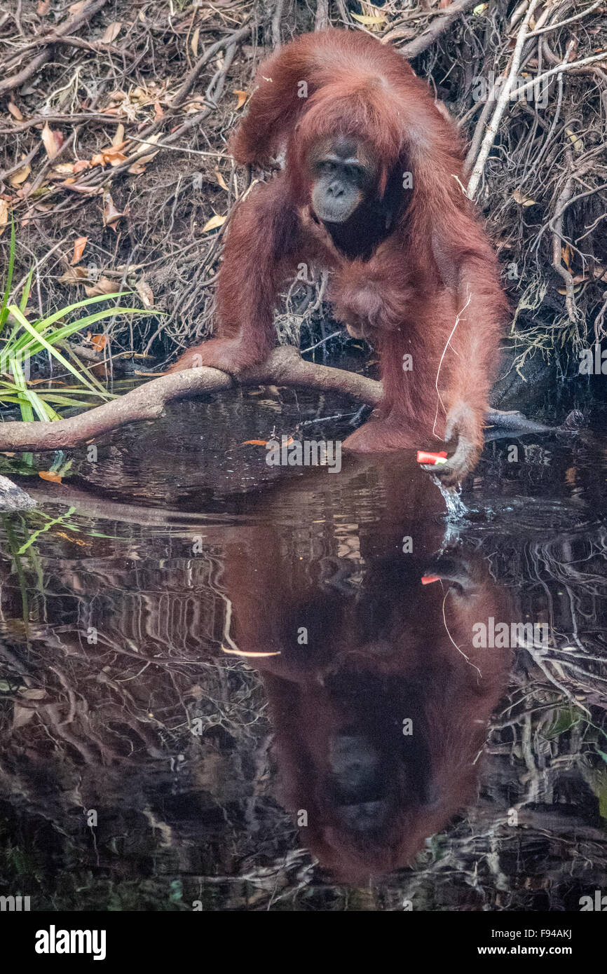 Borneo Orangutan (Pongo pygmaeus) Picking Food from River, Tanjung ...