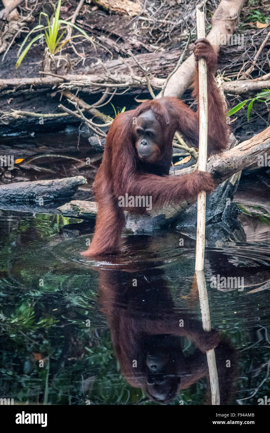 Borneo Orangutan (Pongo pygmaeus) Wading in River, Tanjung Puting NP ...