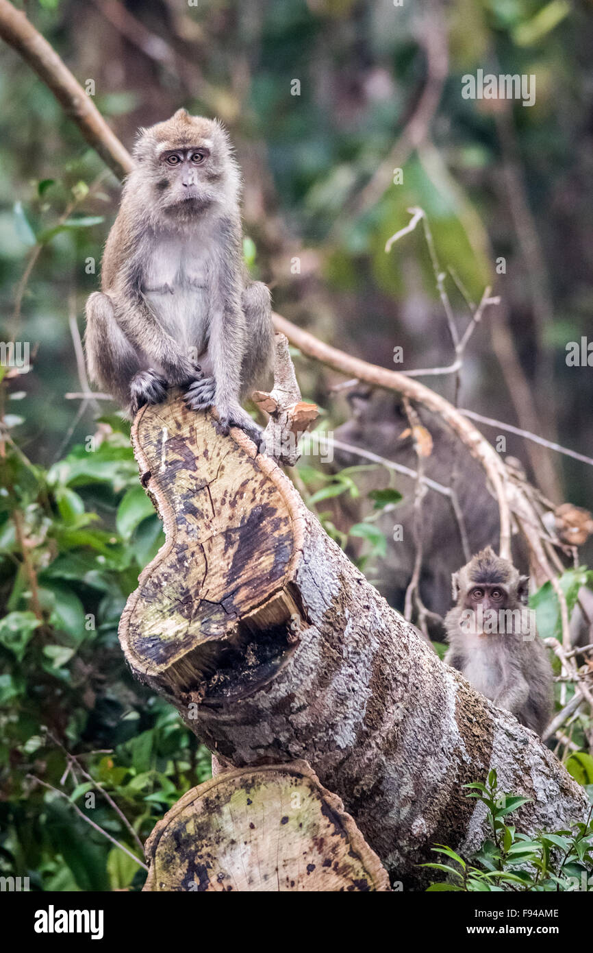 Long Tailed Macaque, Kalimantan , Indonesia Stock Photo - Alamy