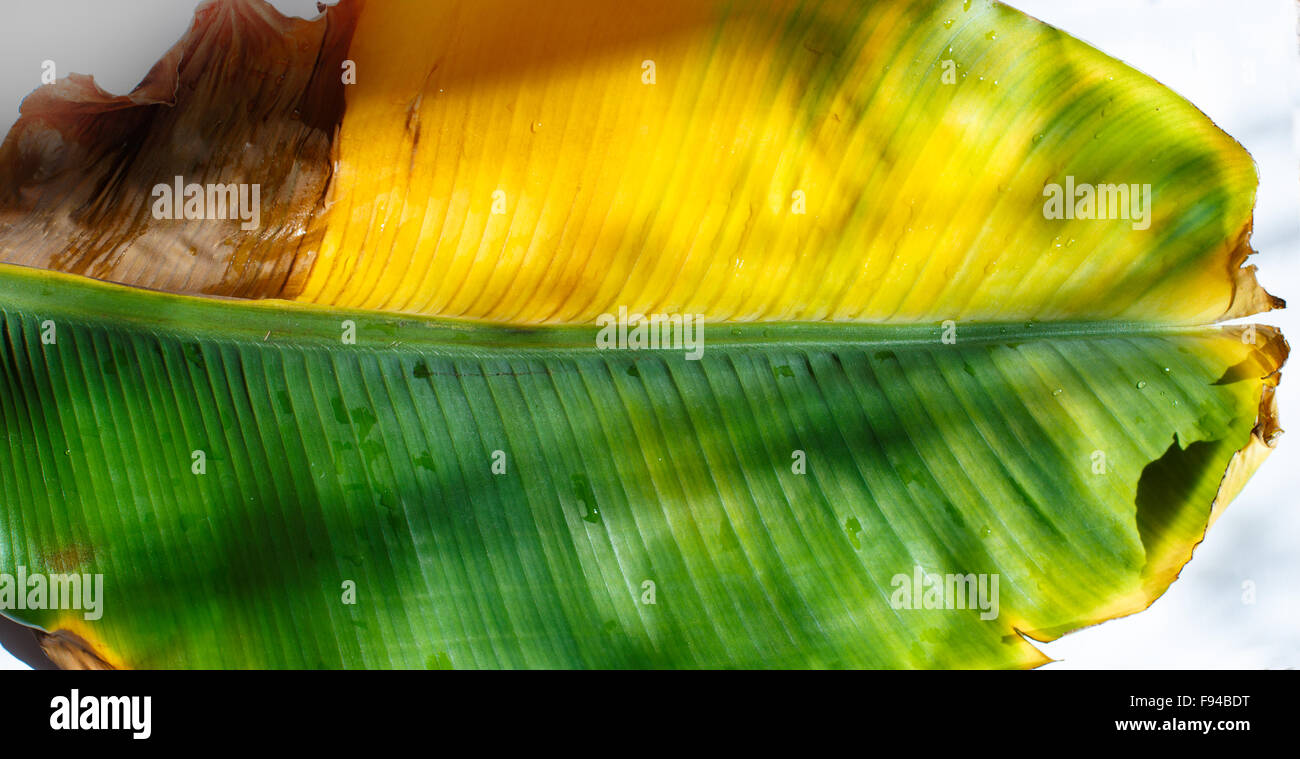 banana leaf on white background, background abstract Stock Photo - Alamy