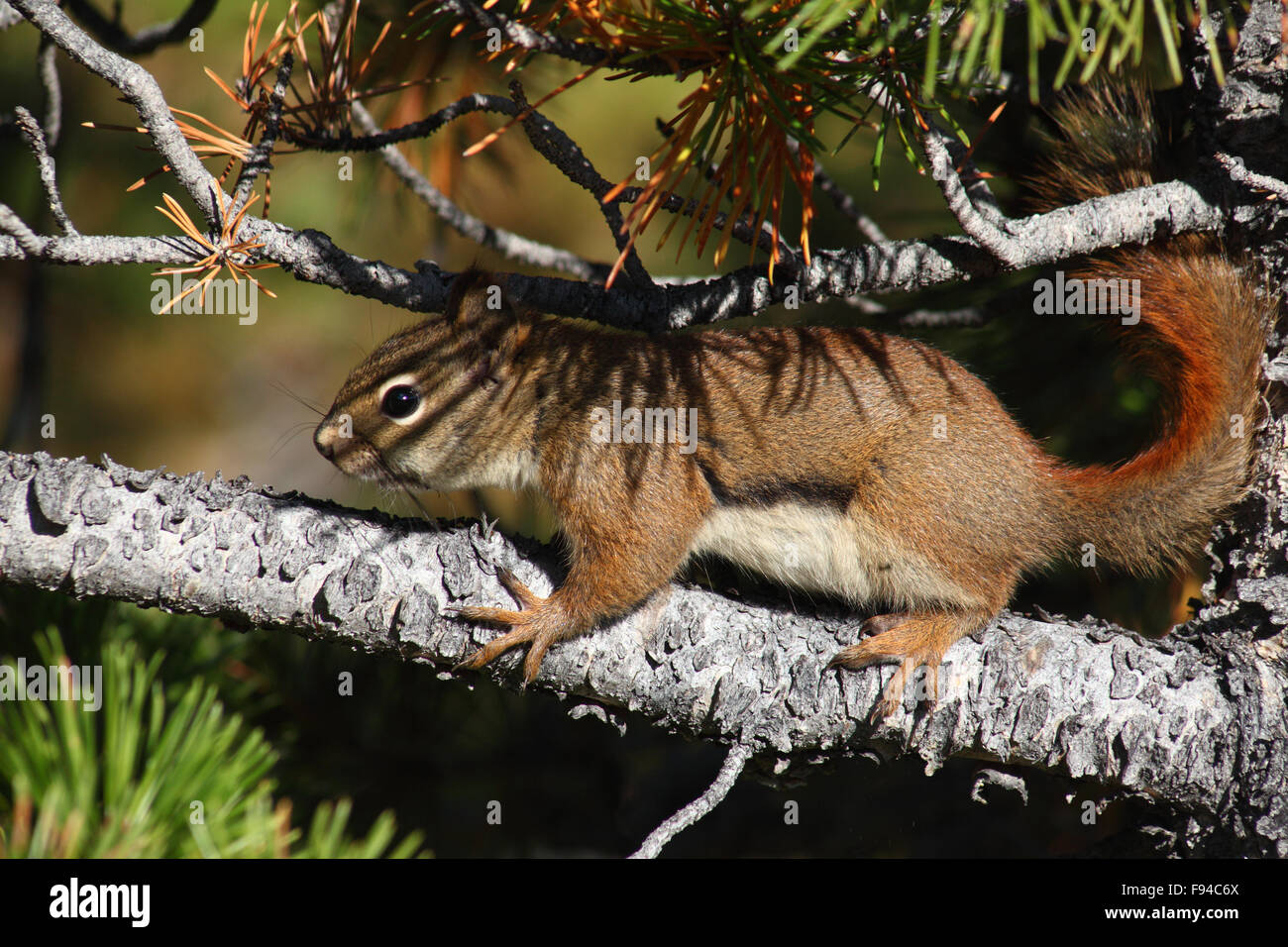 Trees brenches hi-res stock photography and images - Alamy
