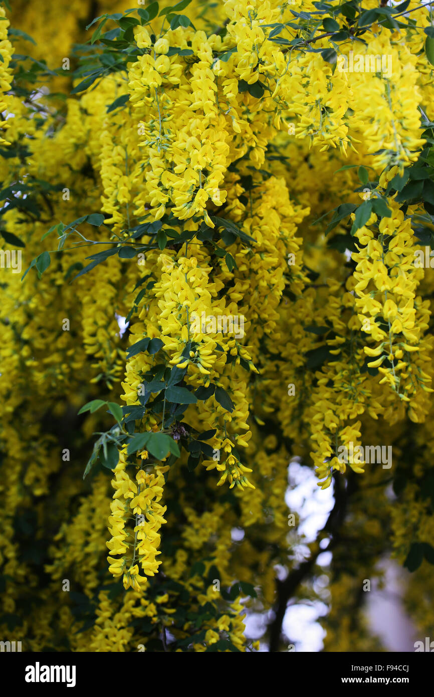 Yellow flowers full bloom, flover background, Golden Shower Tree in ...