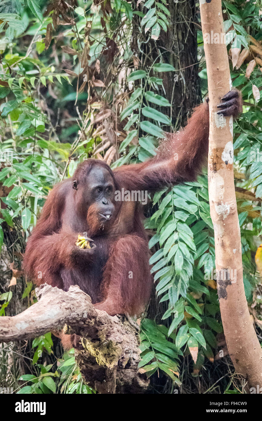 Borneo Orangutan (Pongo pygmaeus) eating bananas, Tanjung Puting NP ...