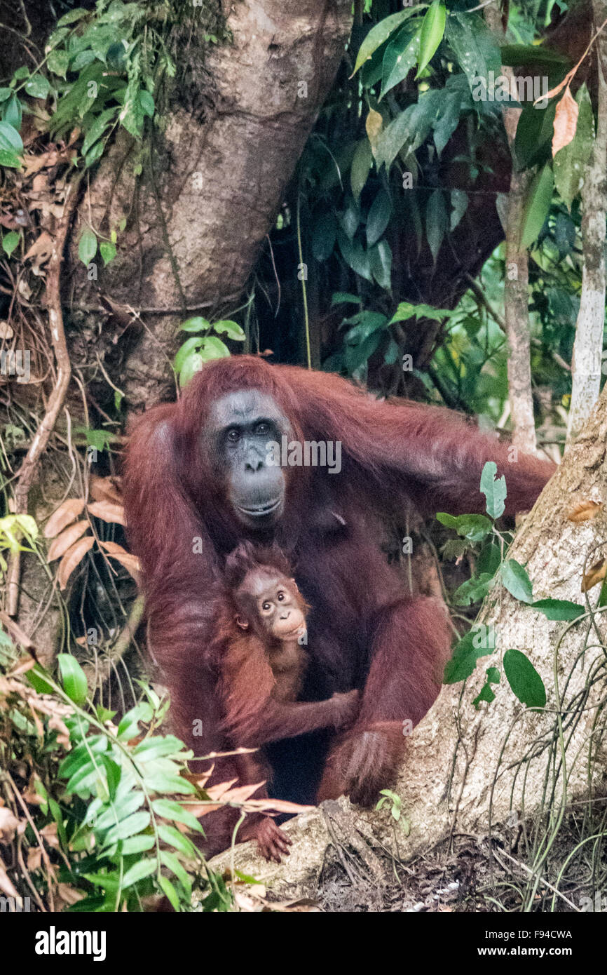 Borneo Orangutan (Pongo pygmaeus) with Baby, Tanjung Puting NP ...