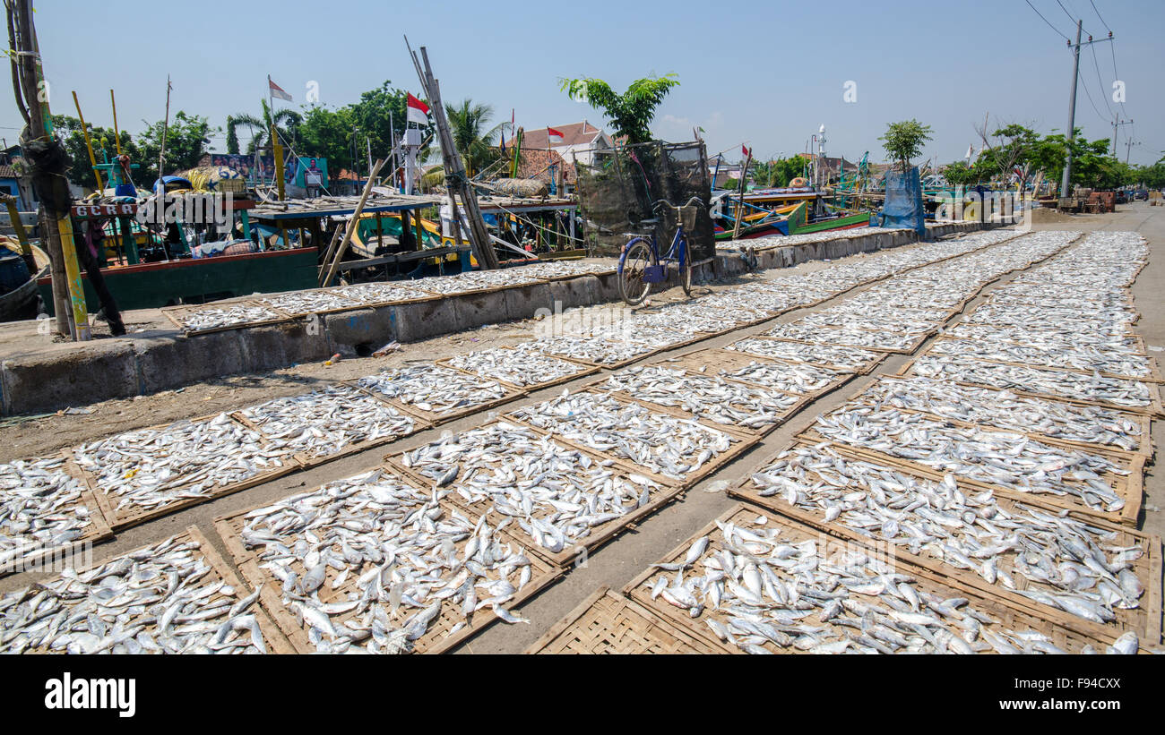 Fish drying in the sun near Surabaya, Indonesia, SE Asia Stock Photo ...