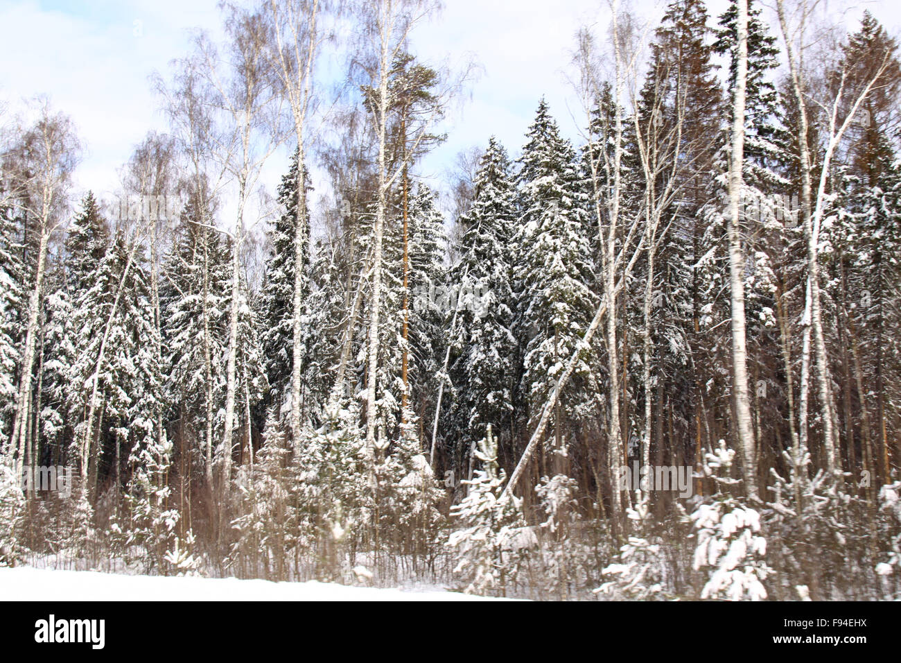 Beautiful winter forest landscape in Russia Stock Photo - Alamy