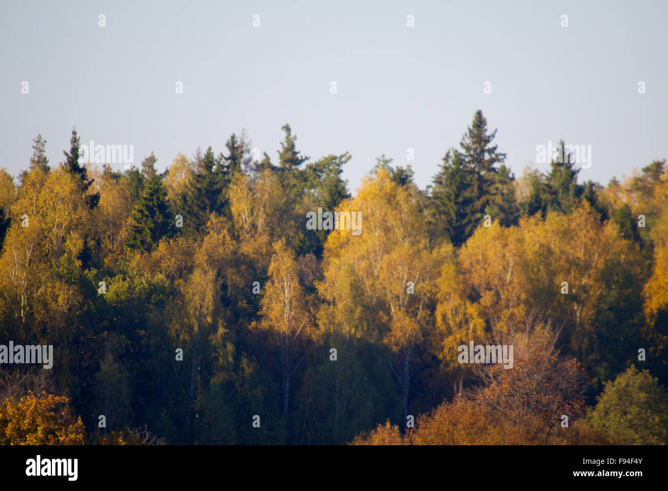 Beautiful landscape. Field and edge of forest Russia Stock Photo - Alamy