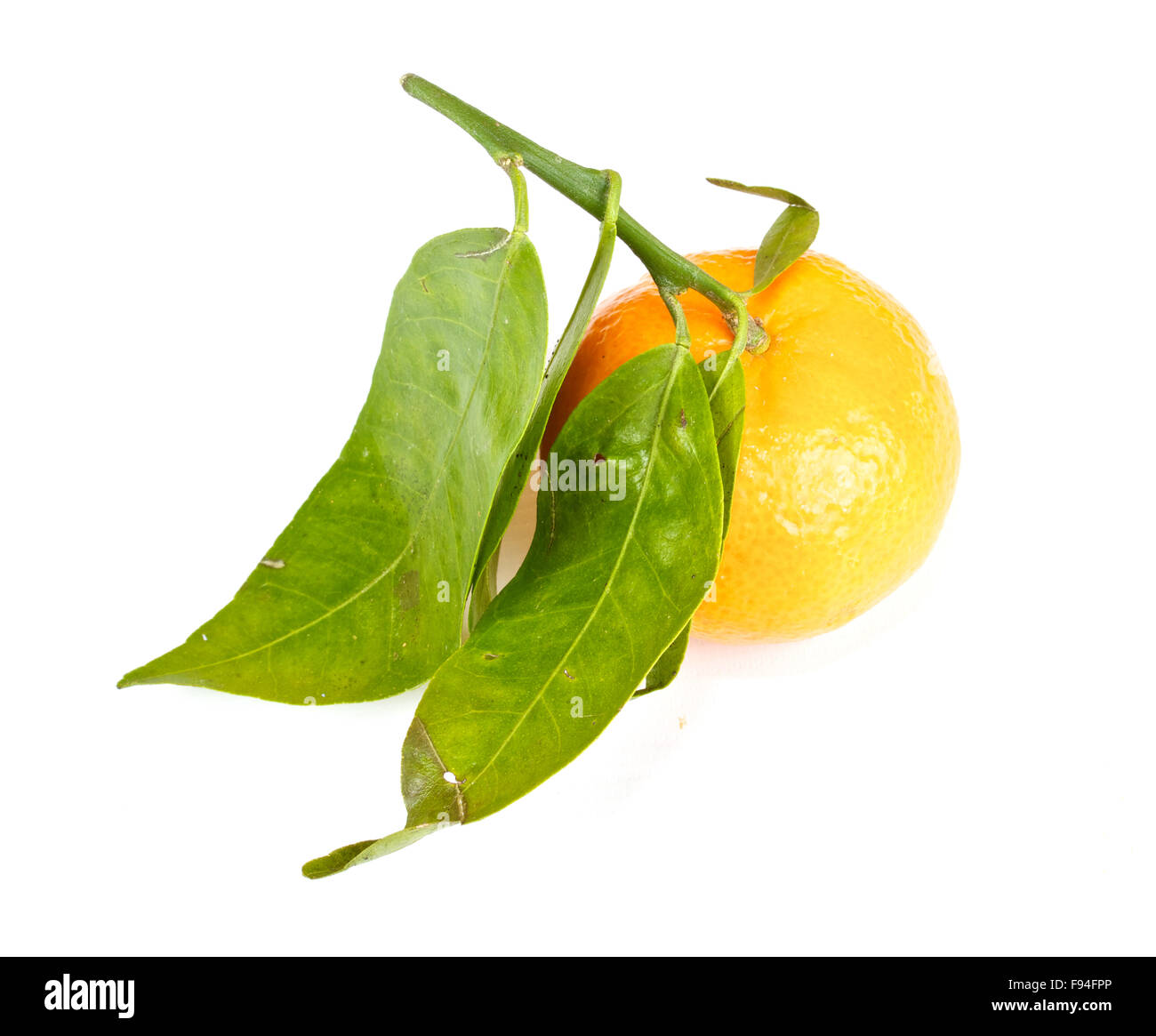 mandarin with green leaves isolated on white Stock Photo - Alamy