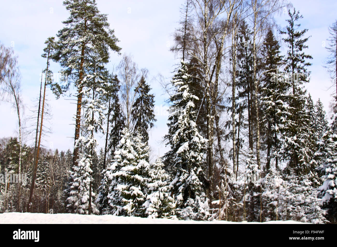 Beautiful winter forest landscape in Russia Stock Photo - Alamy