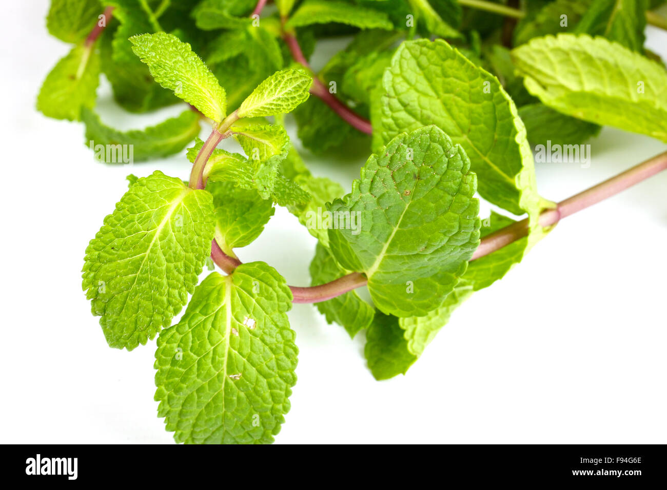 Fresh Green Mint Isolated on White Stock Photo - Alamy