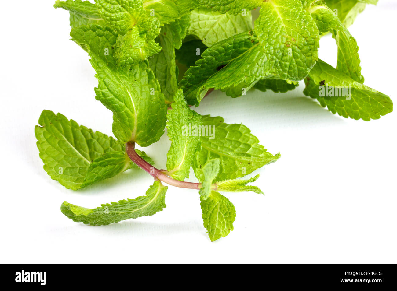 Fresh Green Mint Isolated on White Stock Photo - Alamy