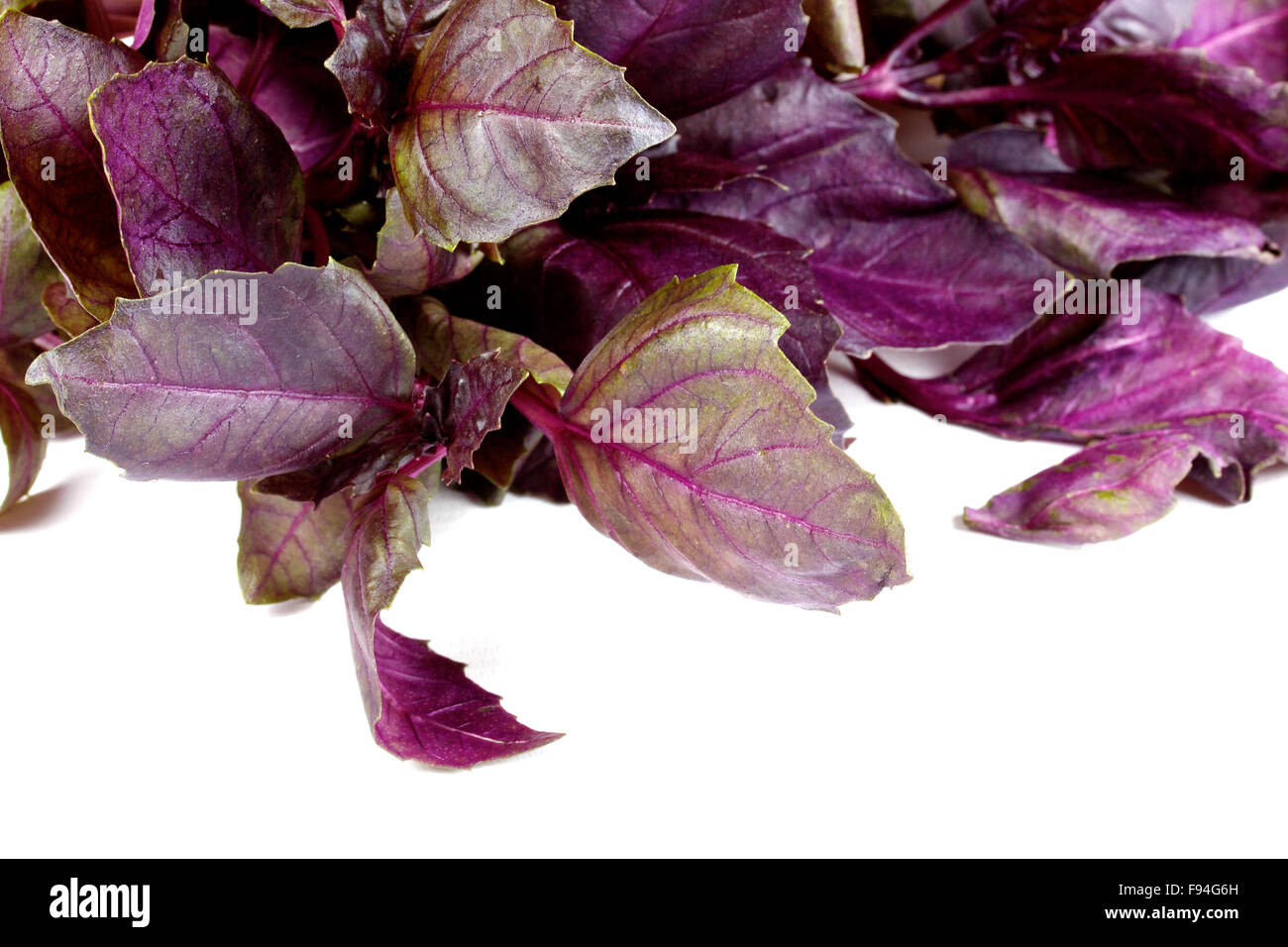Basil herb spice leaf isolated on white background Stock Photo - Alamy