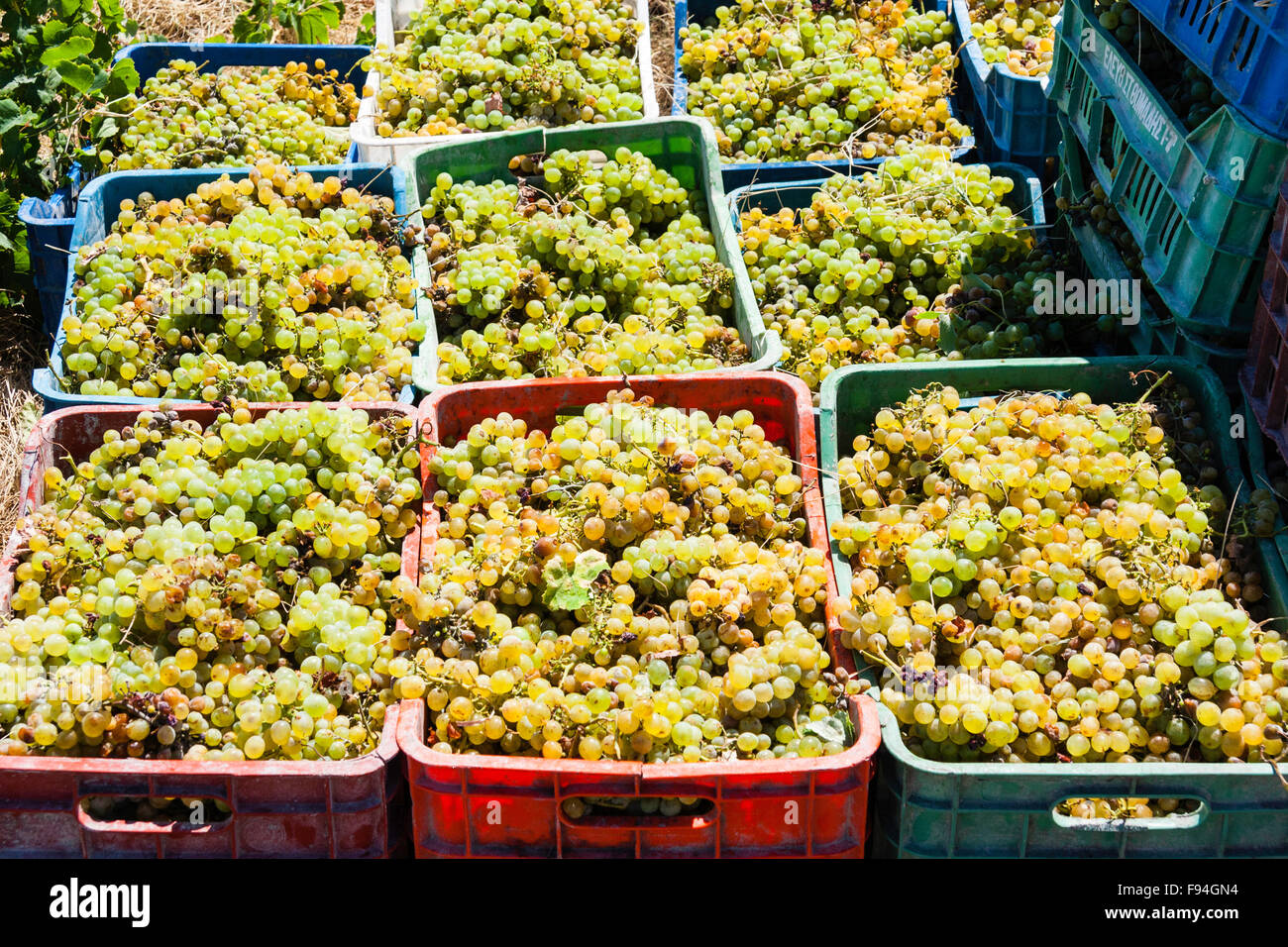Santorini grapes hi-res stock photography and images - Alamy
