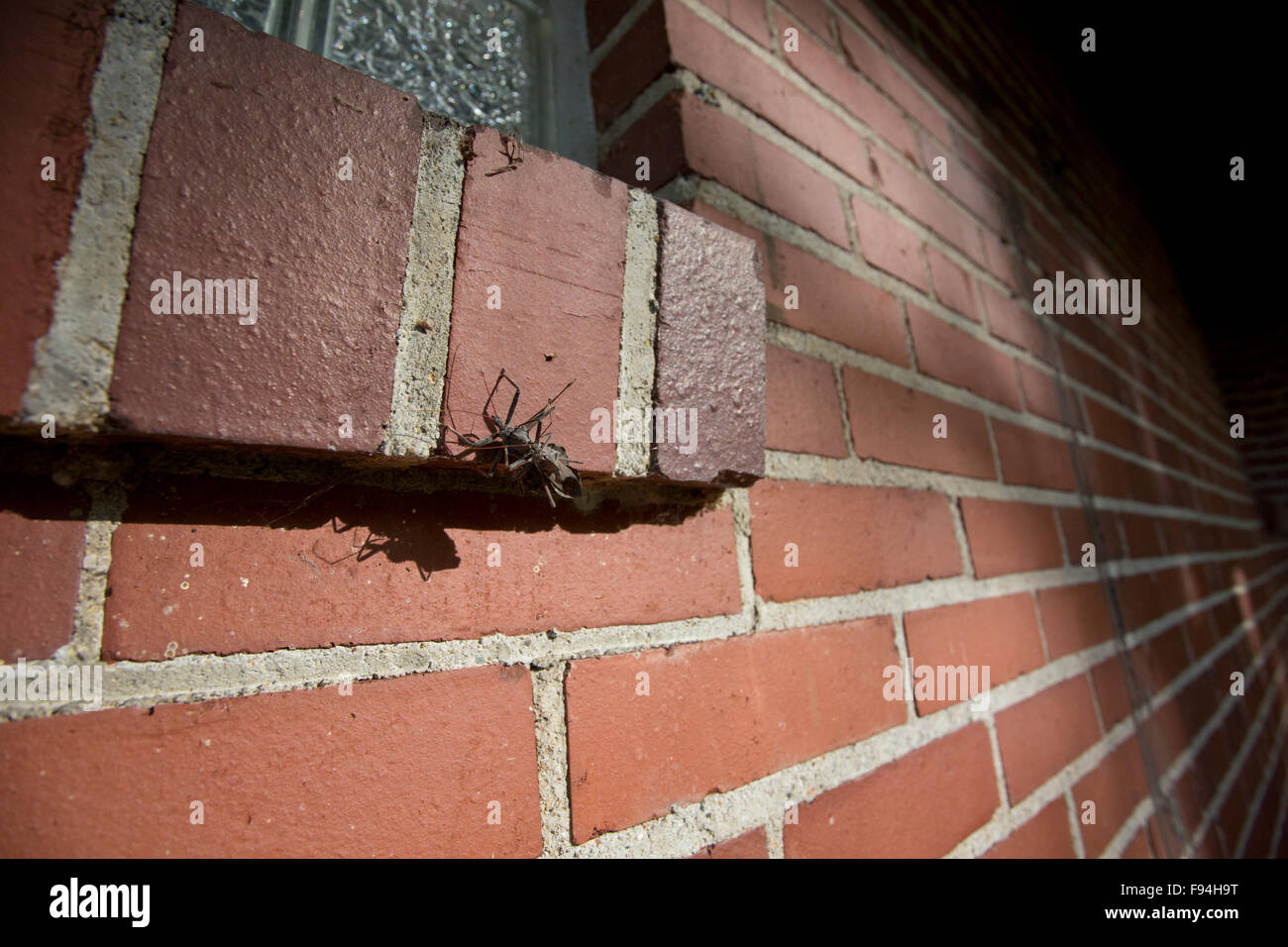 Brick wall with shadows and two mating wheel bugs Stock Photo - Alamy