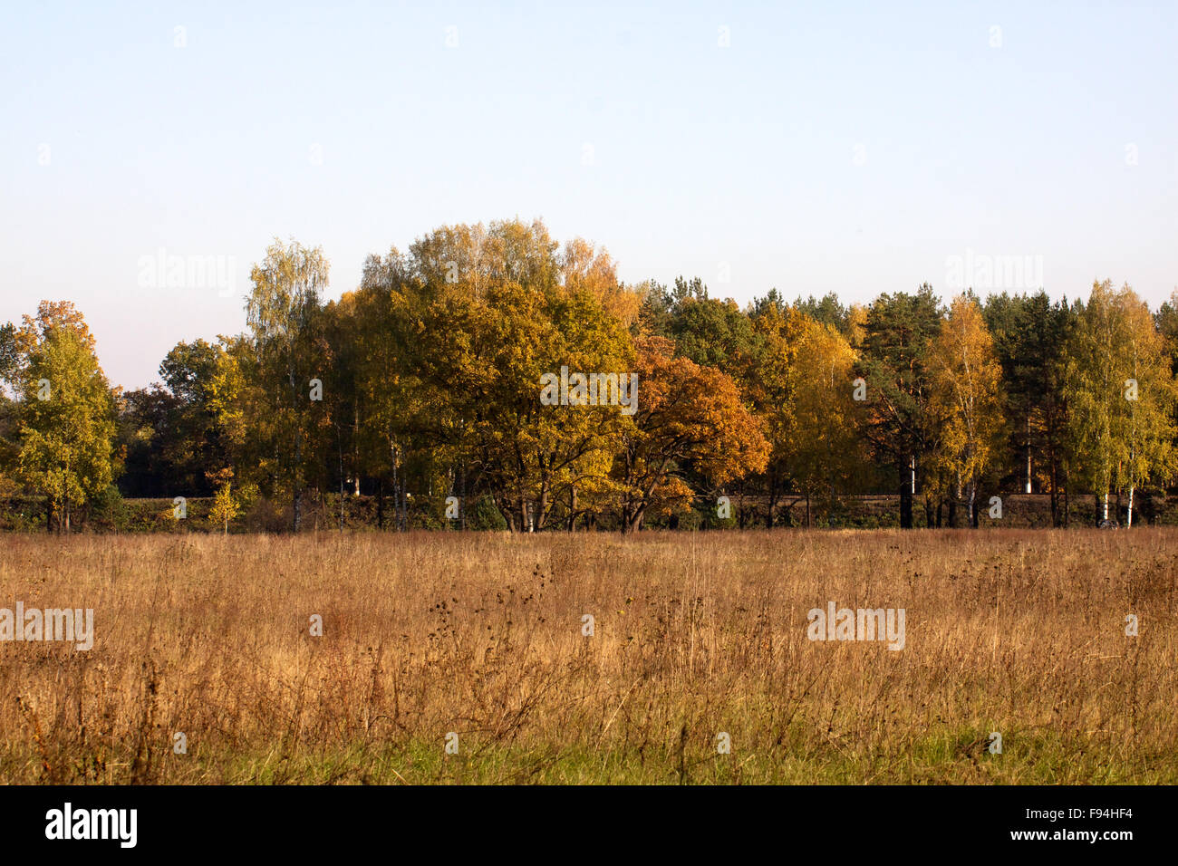 Beautiful landscape. Field and edge of forest Russia Stock Photo - Alamy