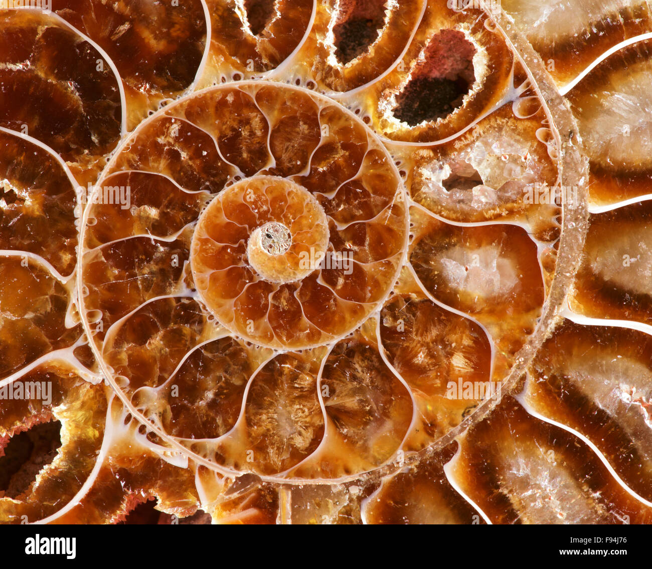 Fossil ammonite prehistoric spiral hi-res stock photography and images ...