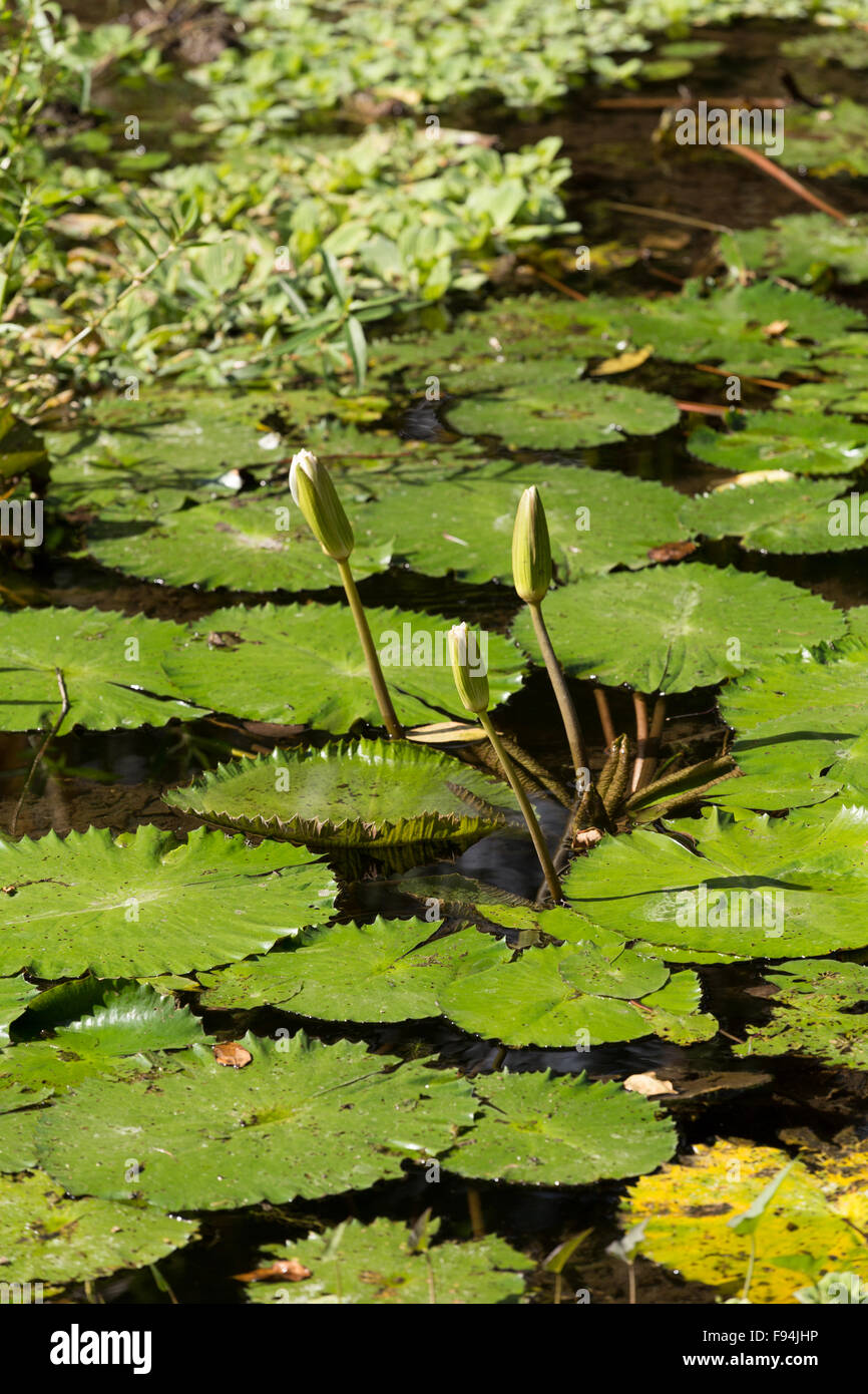 water lily in small pond, Nusa penida, Bali, Indonesia Stock Photo - Alamy