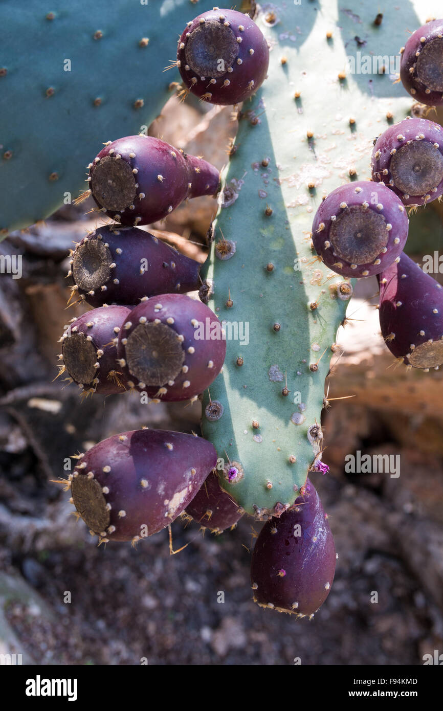 Common prickly pear hi-res stock photography and images - Alamy