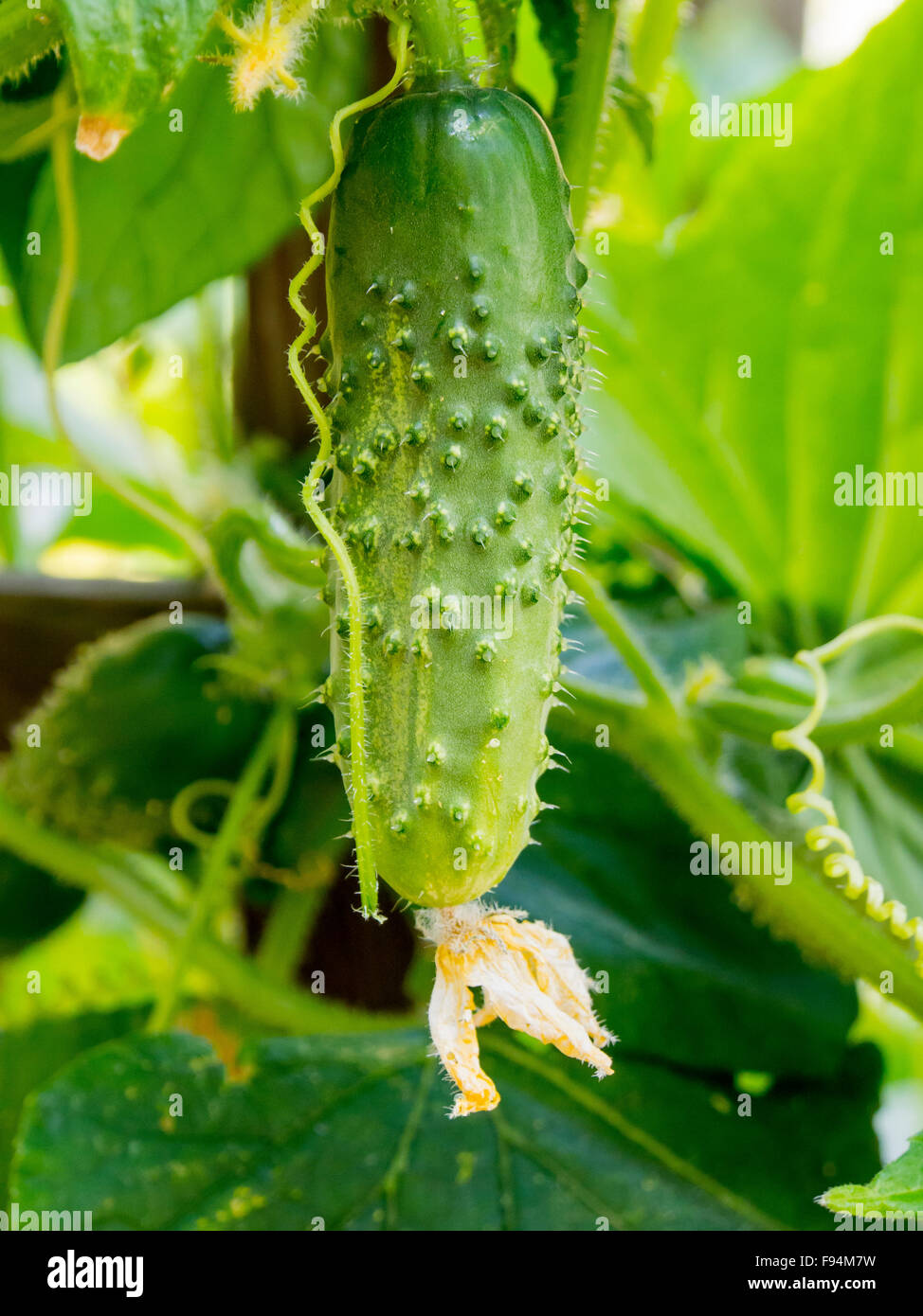 Cucumber garden plant hi-res stock photography and images - Alamy