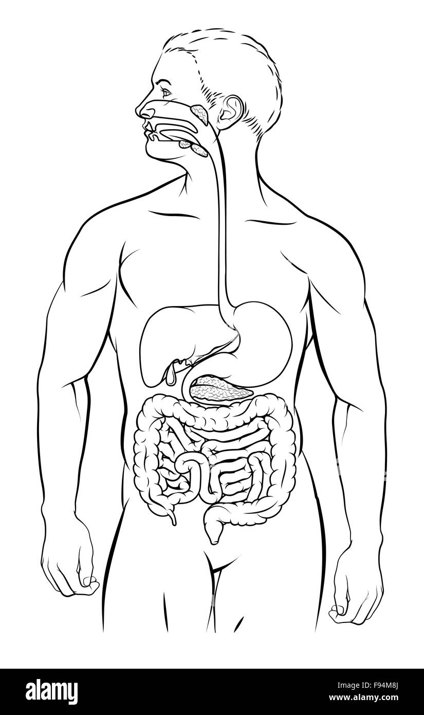 Human digestive system, digestive tract or alimentary canal black and ... Human digestive system, digestive tract or alimentary canal black and ...