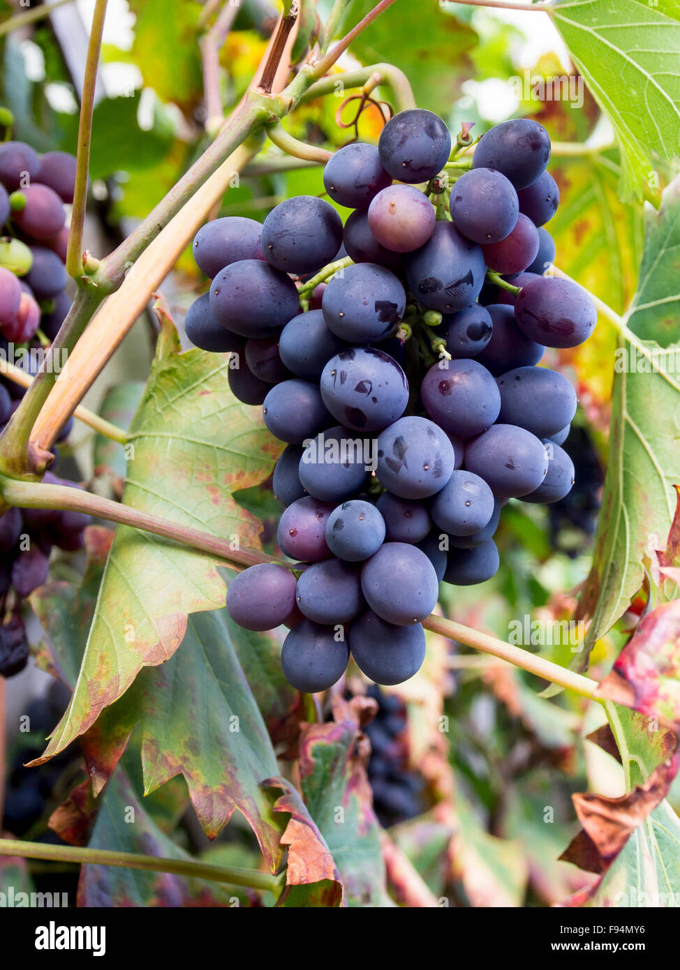 Gripes hi-res stock photography and images - Alamy